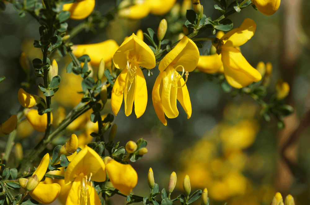 Scotch Broom - Elixir floral FES | Valmir